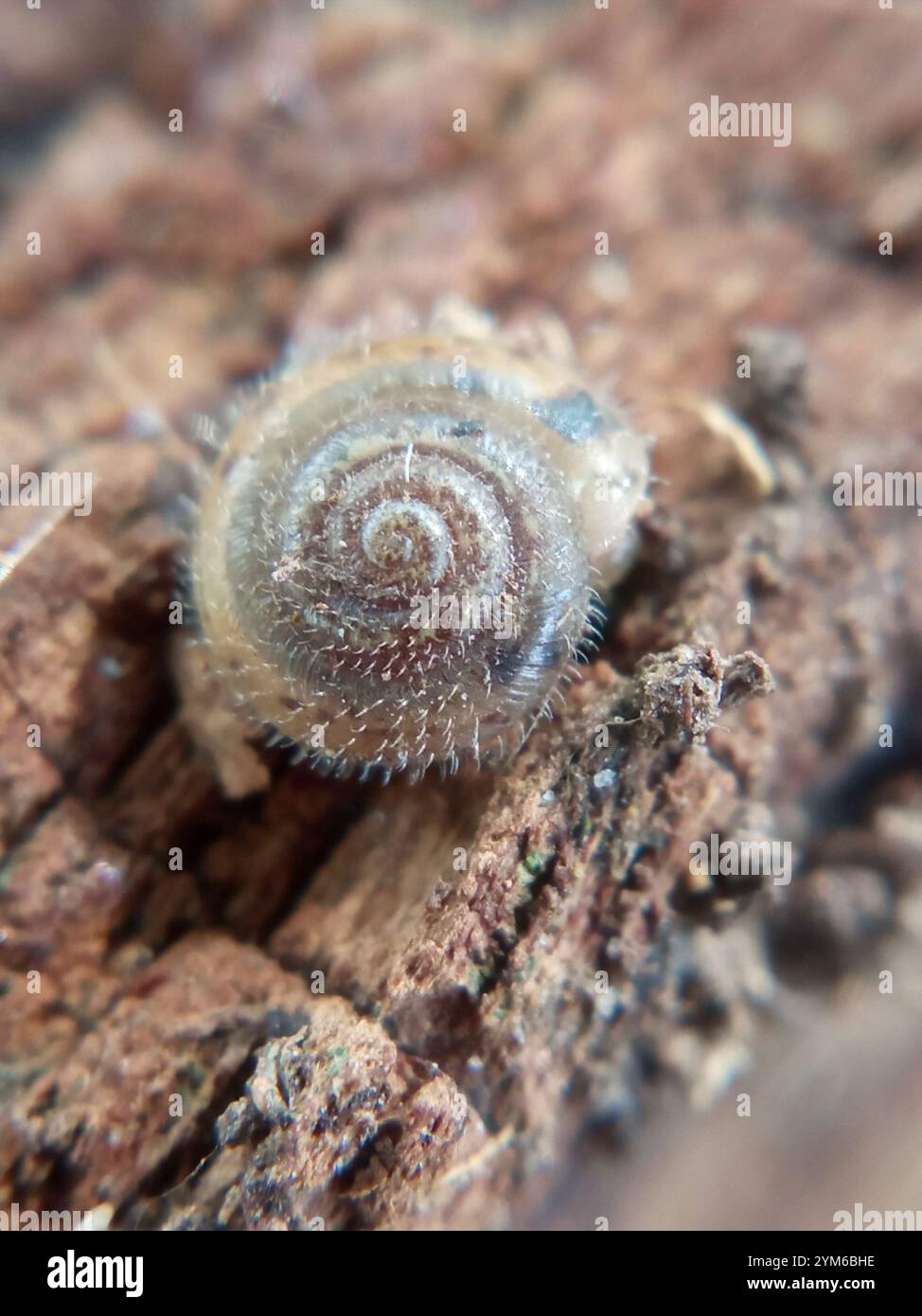 Trochulus hispidus hi-res stock photography and images - Alamy