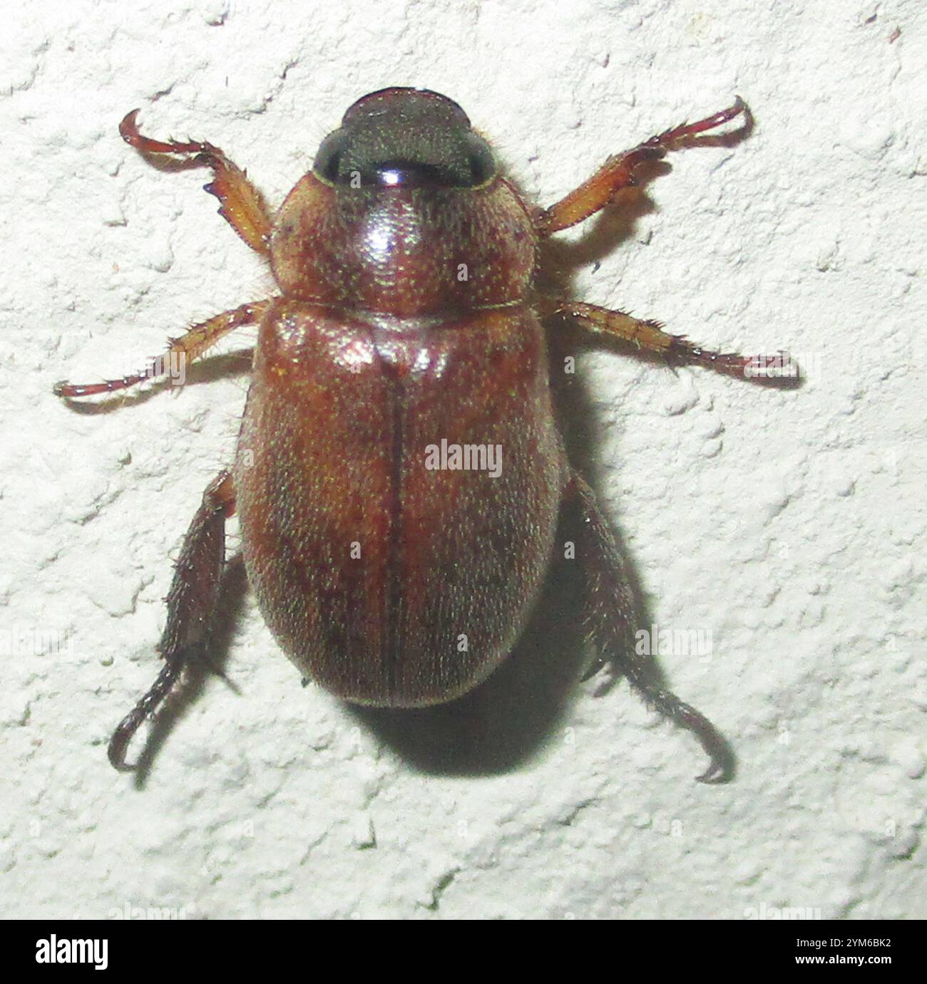 Adoretus hi-res stock photography and images - Alamy