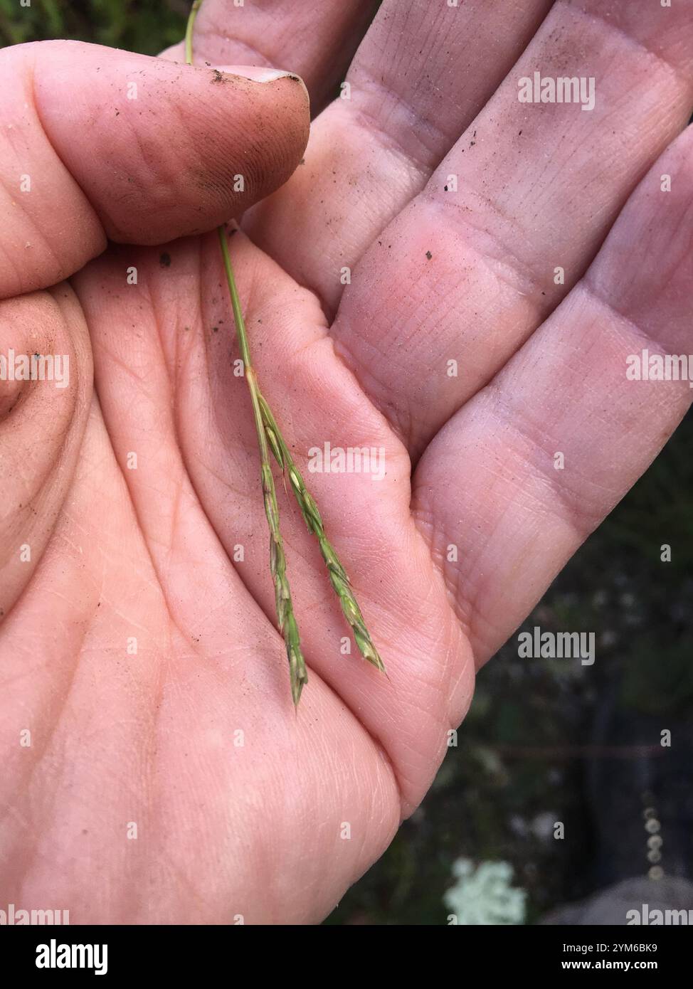 Japanese stiltgrass (Microstegium vimineum Stock Photo - Alamy