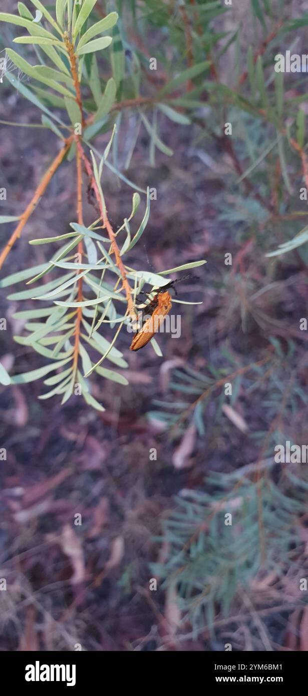 Net-winged Beetles (Lycidae Stock Photo - Alamy