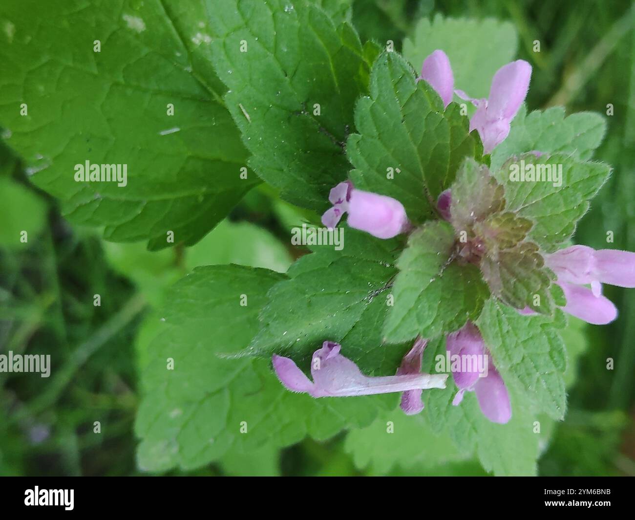 red deadnettle (Lamium purpureum Stock Photo - Alamy