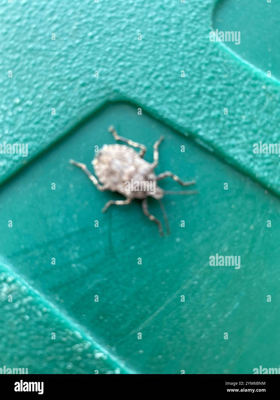Rough Stink Bugs (Brochymena Stock Photo - Alamy