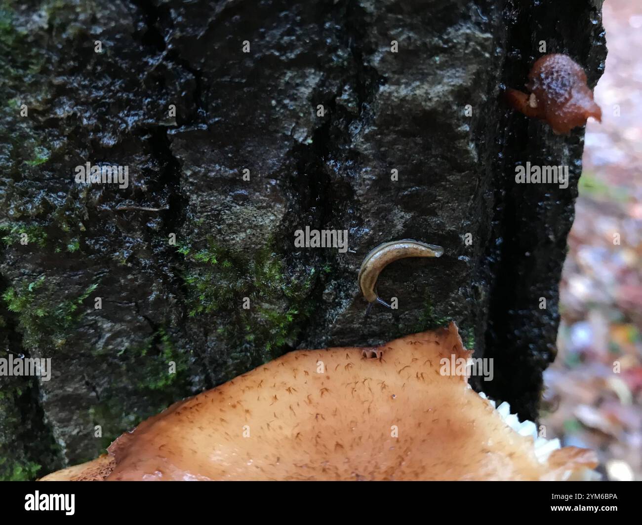 Arion subfuscus dusky slug hi-res stock photography and images - Alamy