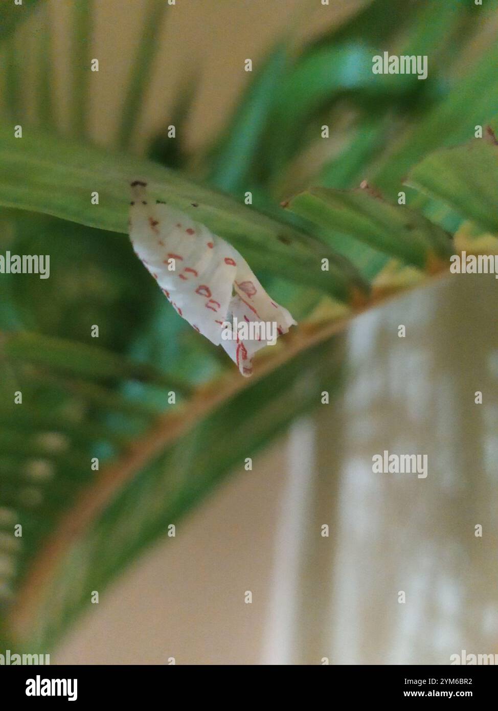 Elymnias caudata hi-res stock photography and images - Alamy