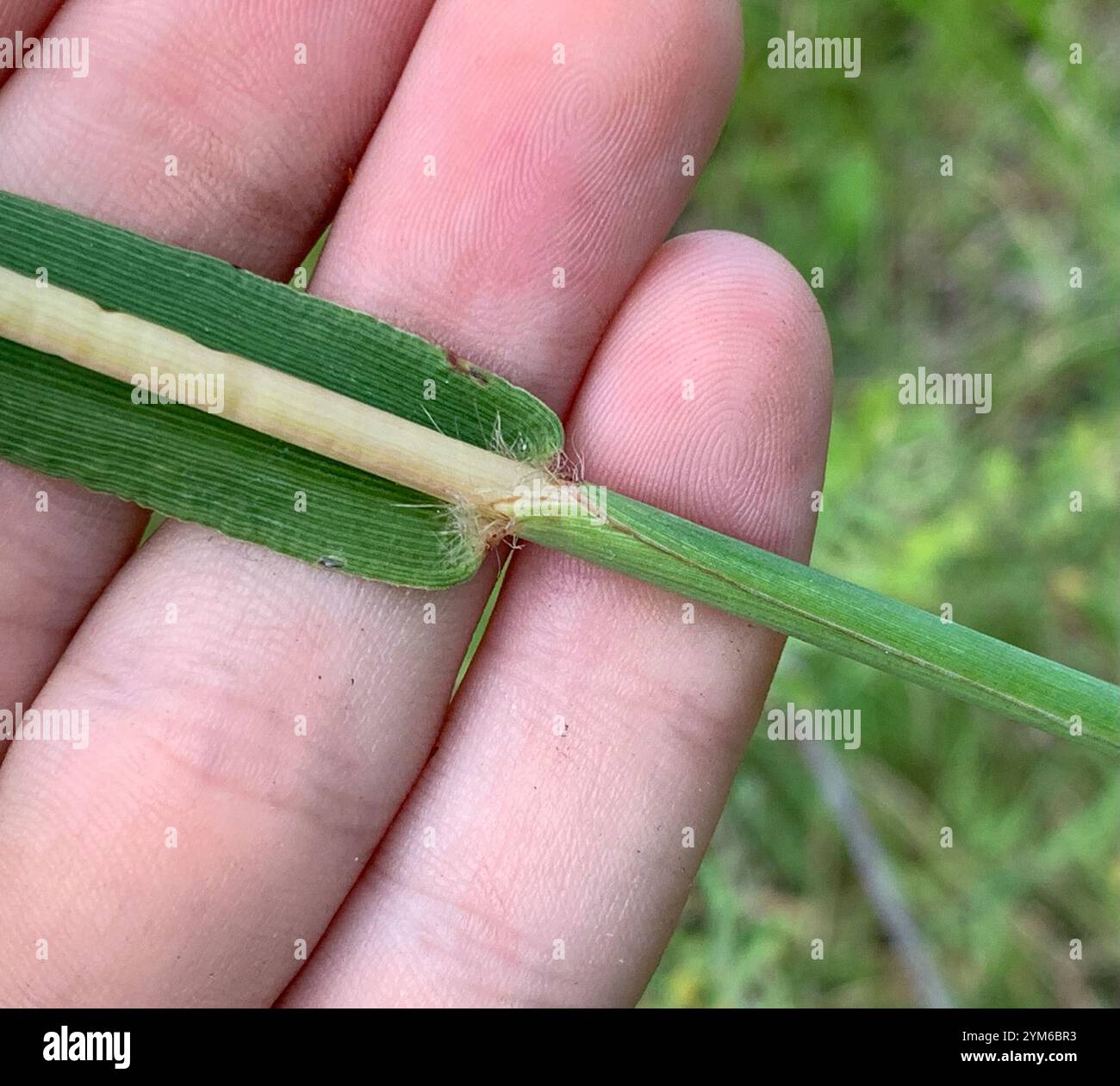 Vasey Grass (Paspalum urvillei Stock Photo - Alamy