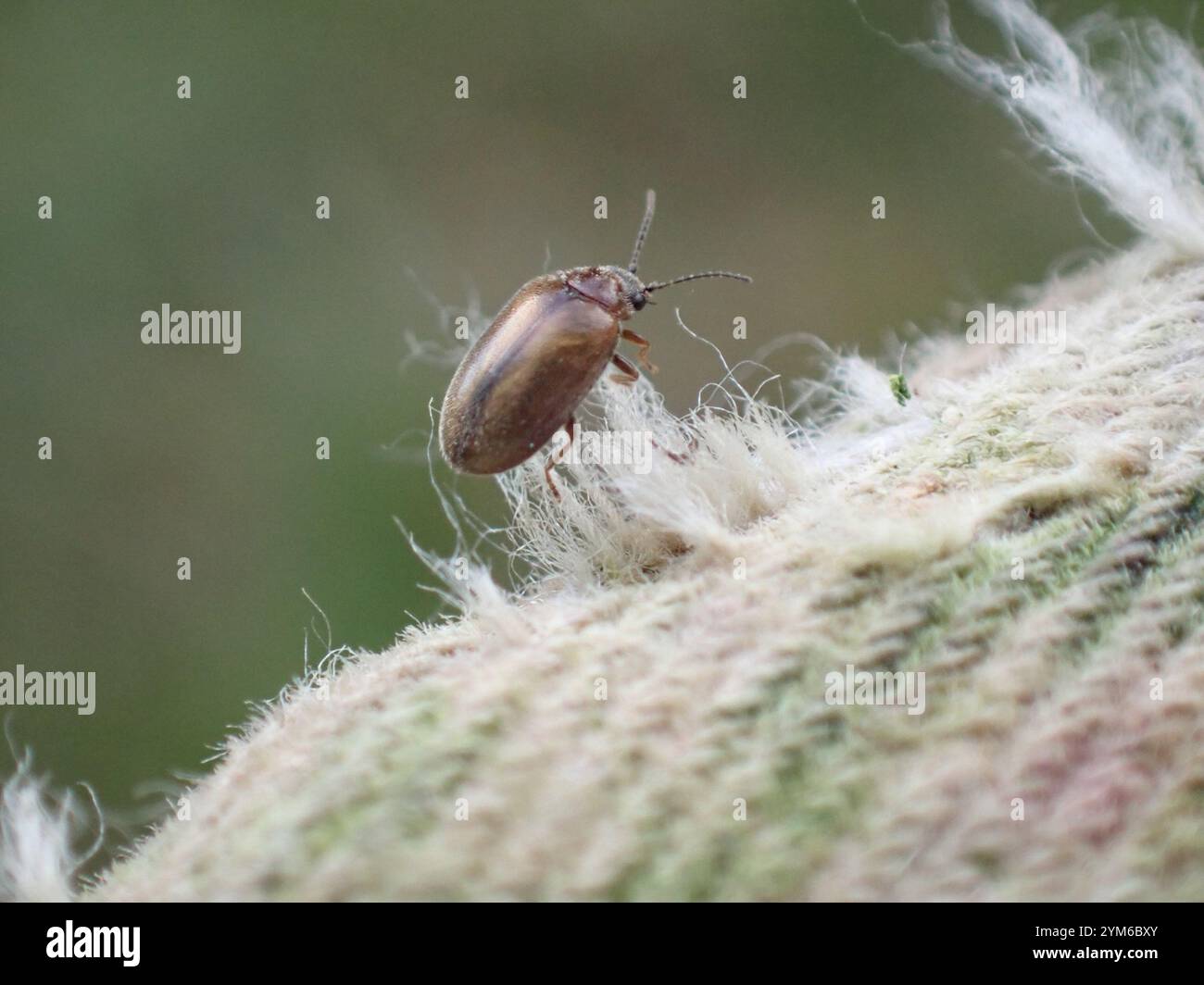 Marsh beetles hi-res stock photography and images - Alamy