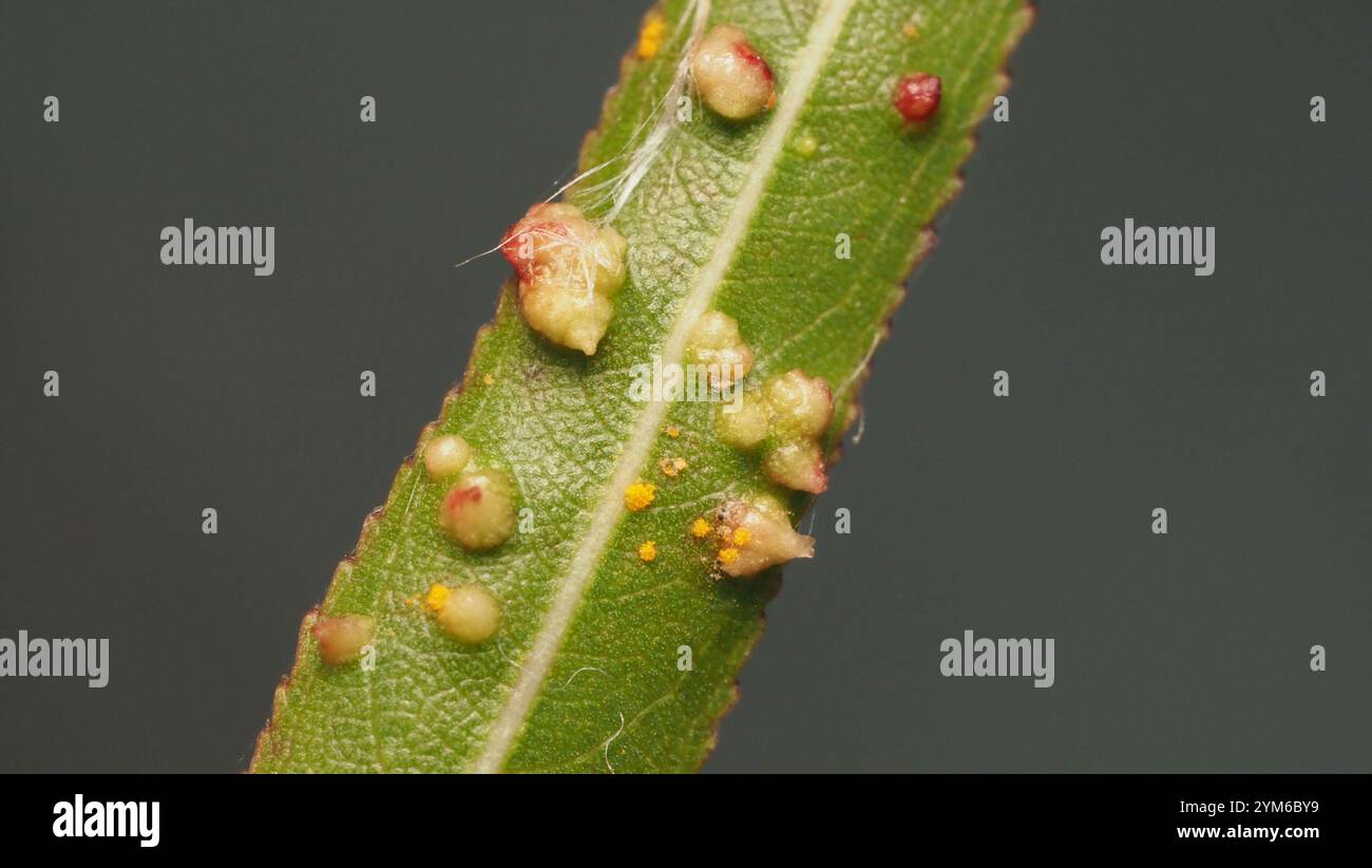 Aculus tetanothrix hi-res stock photography and images - Alamy