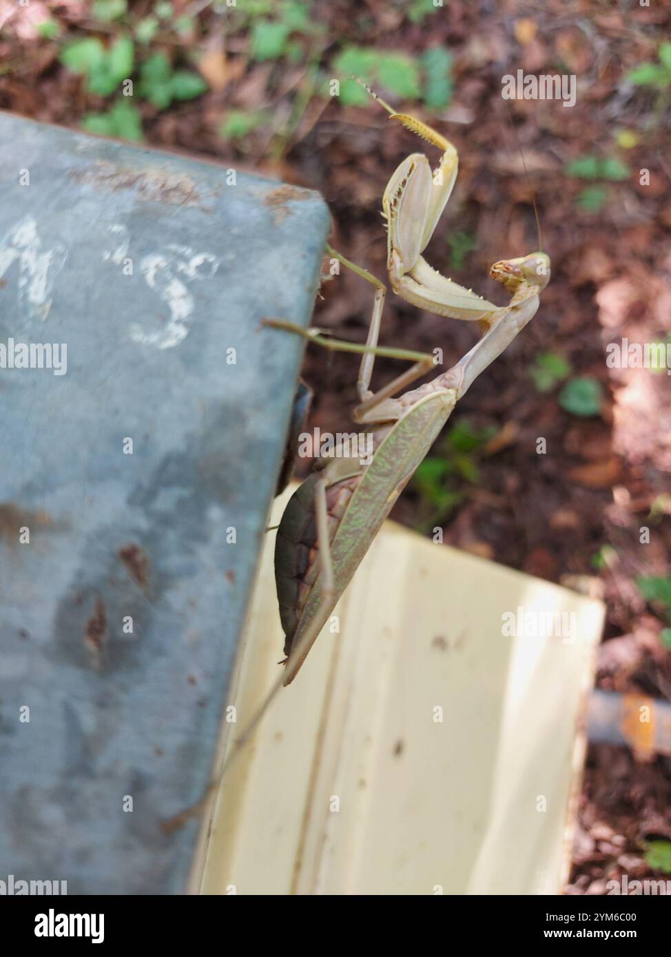 Transcaucasian Giant Mantis (Hierodula transcaucasica Stock Photo - Alamy
