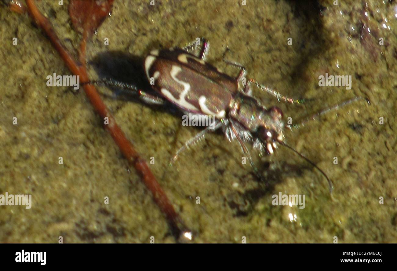 Bronzed Tiger Beetle (Cicindela repanda Stock Photo - Alamy