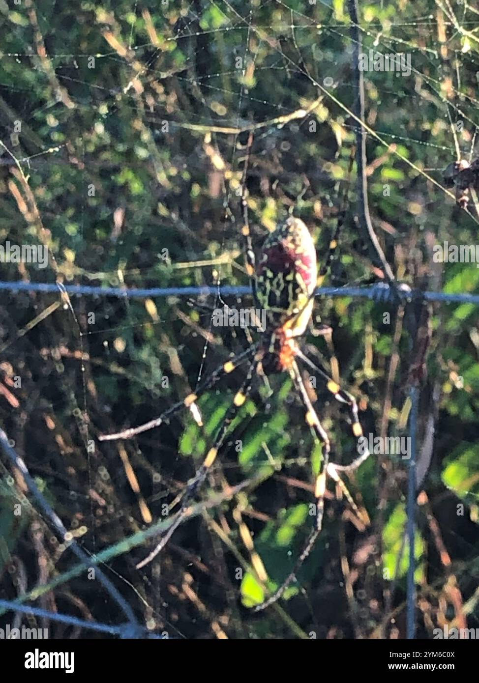 Joro Spider (Trichonephila clavata Stock Photo - Alamy