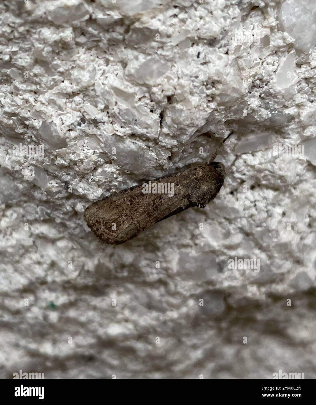 Fall Armyworm Moth (Spodoptera frugiperda Stock Photo - Alamy