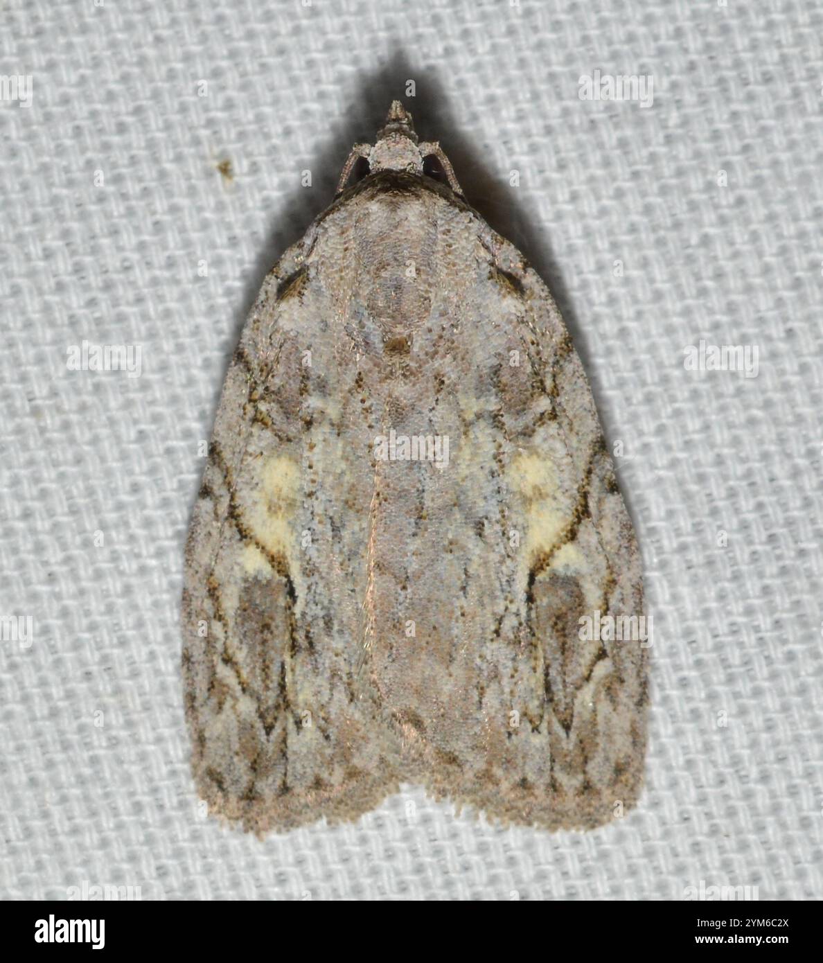 White-blotched Balsa Moth (Balsa labecula Stock Photo - Alamy