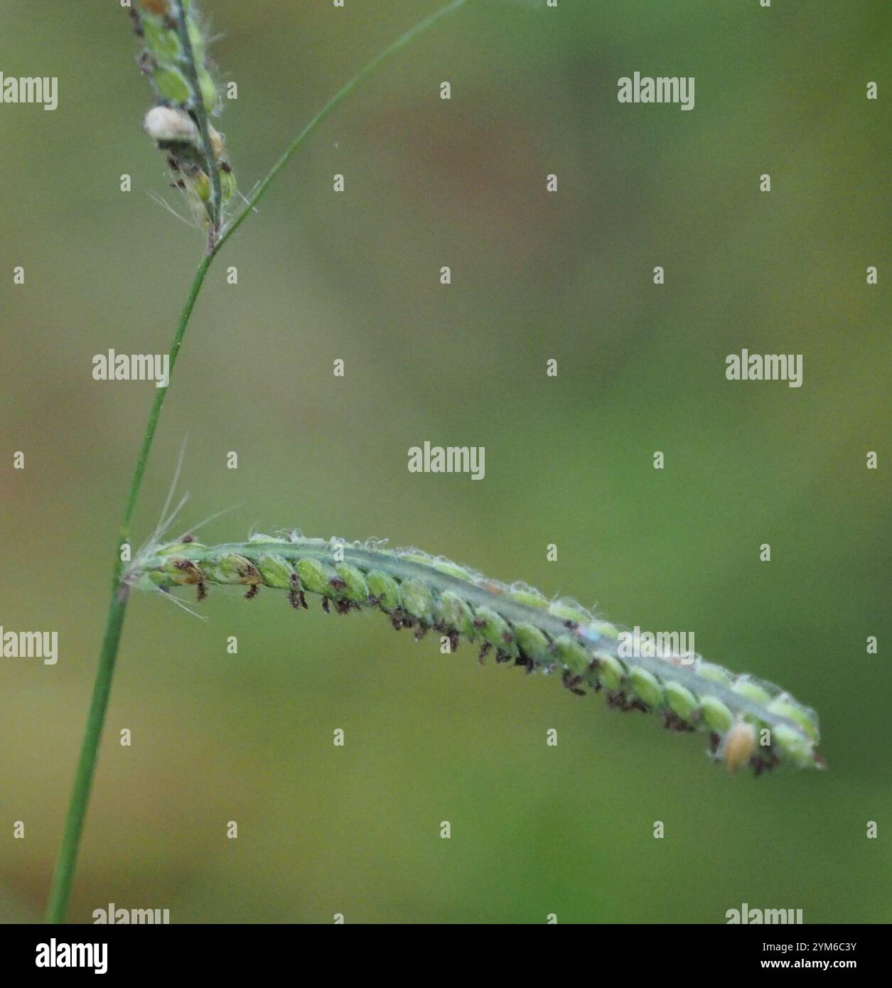 Dallis grass (Paspalum dilatatum Stock Photo - Alamy