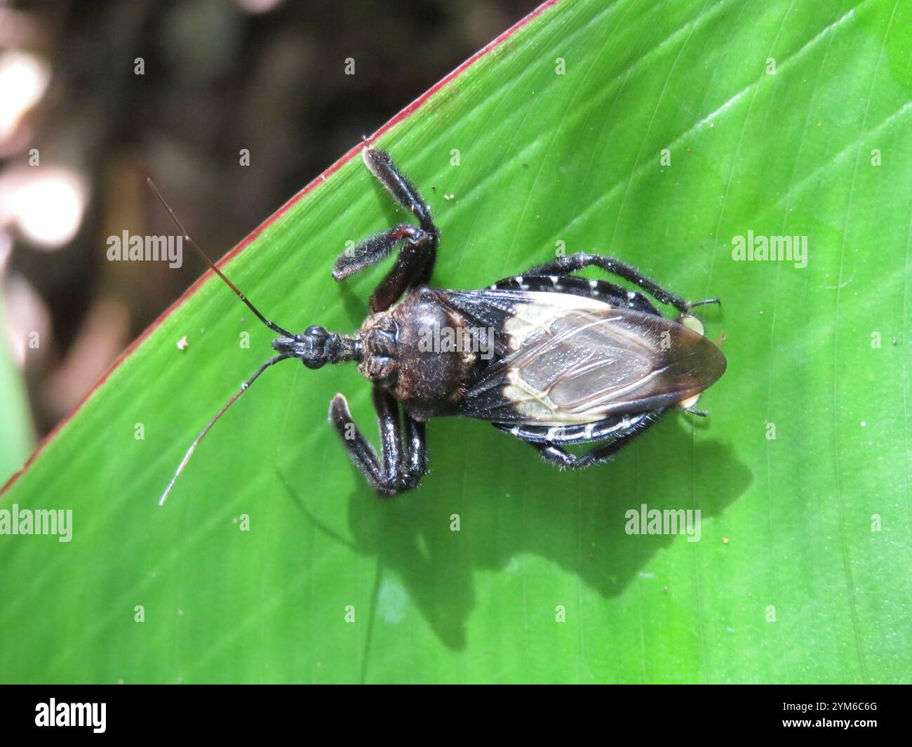 Bee Assassins (Apiomerus Stock Photo - Alamy