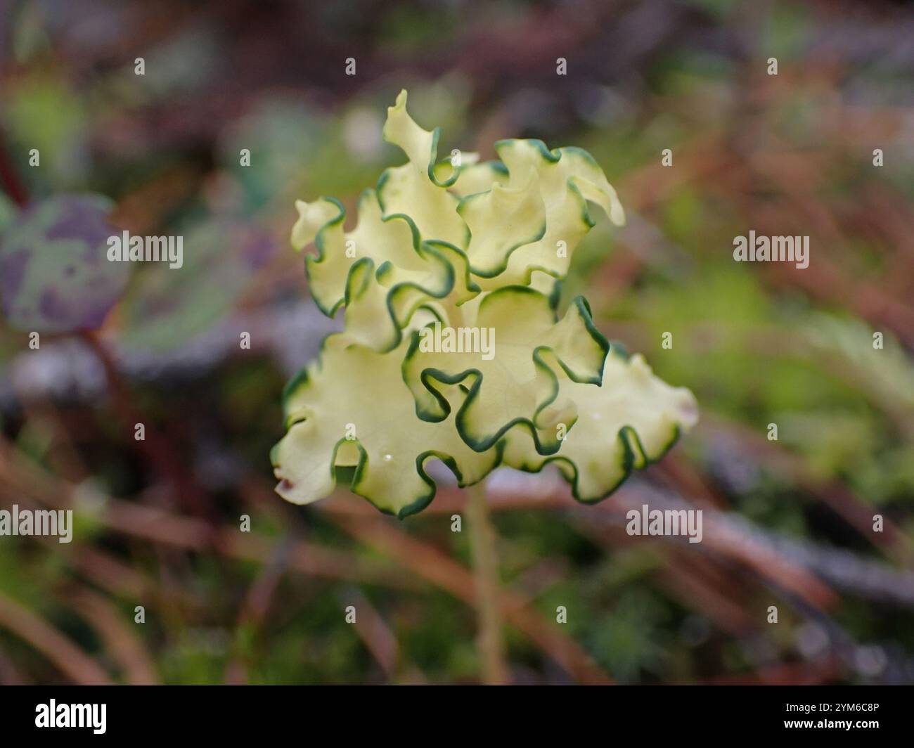Northern Comandra (Geocaulon lividum Stock Photo - Alamy