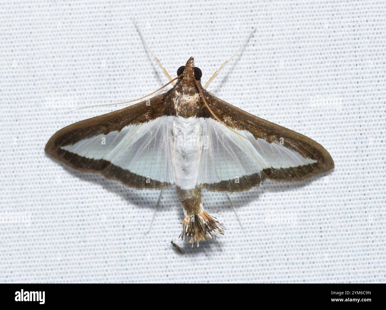 Hyalinata hi-res stock photography and images - Alamy