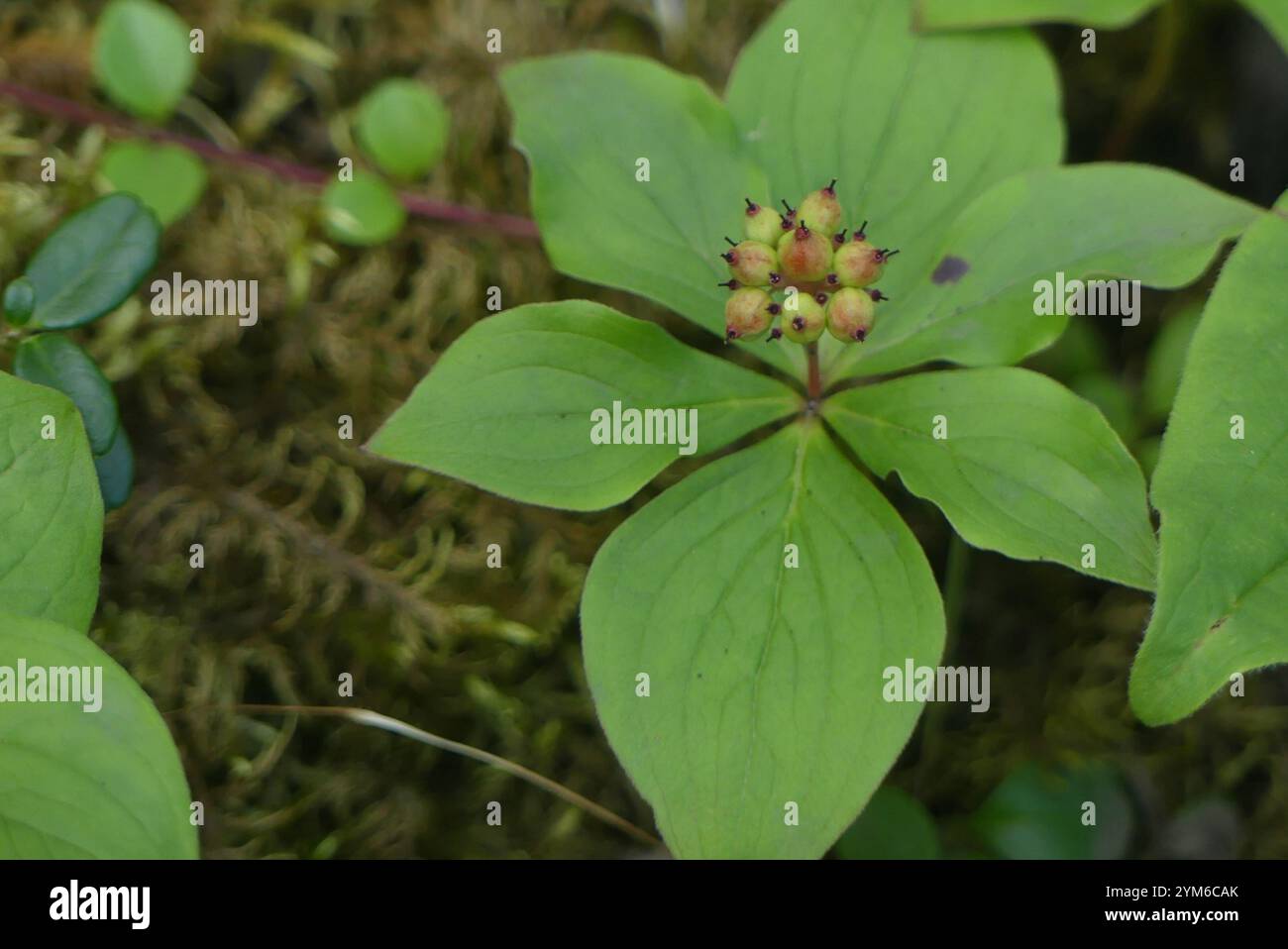 Canadian bunchberry (Cornus canadensis Stock Photo - Alamy