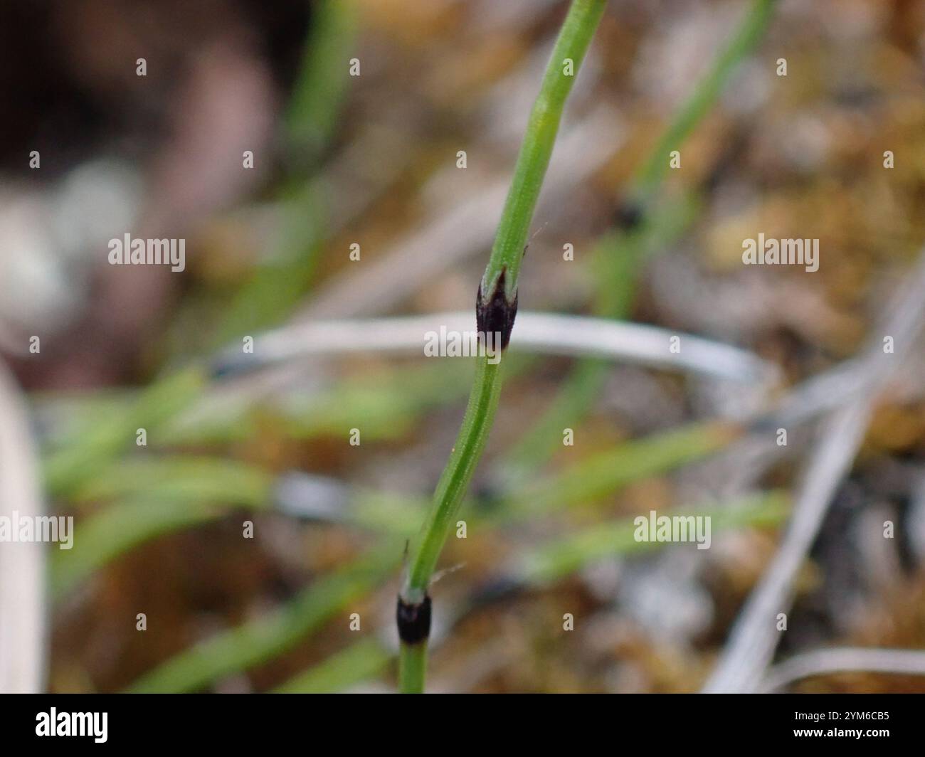 dwarf horsetail (Equisetum scirpoides Stock Photo - Alamy