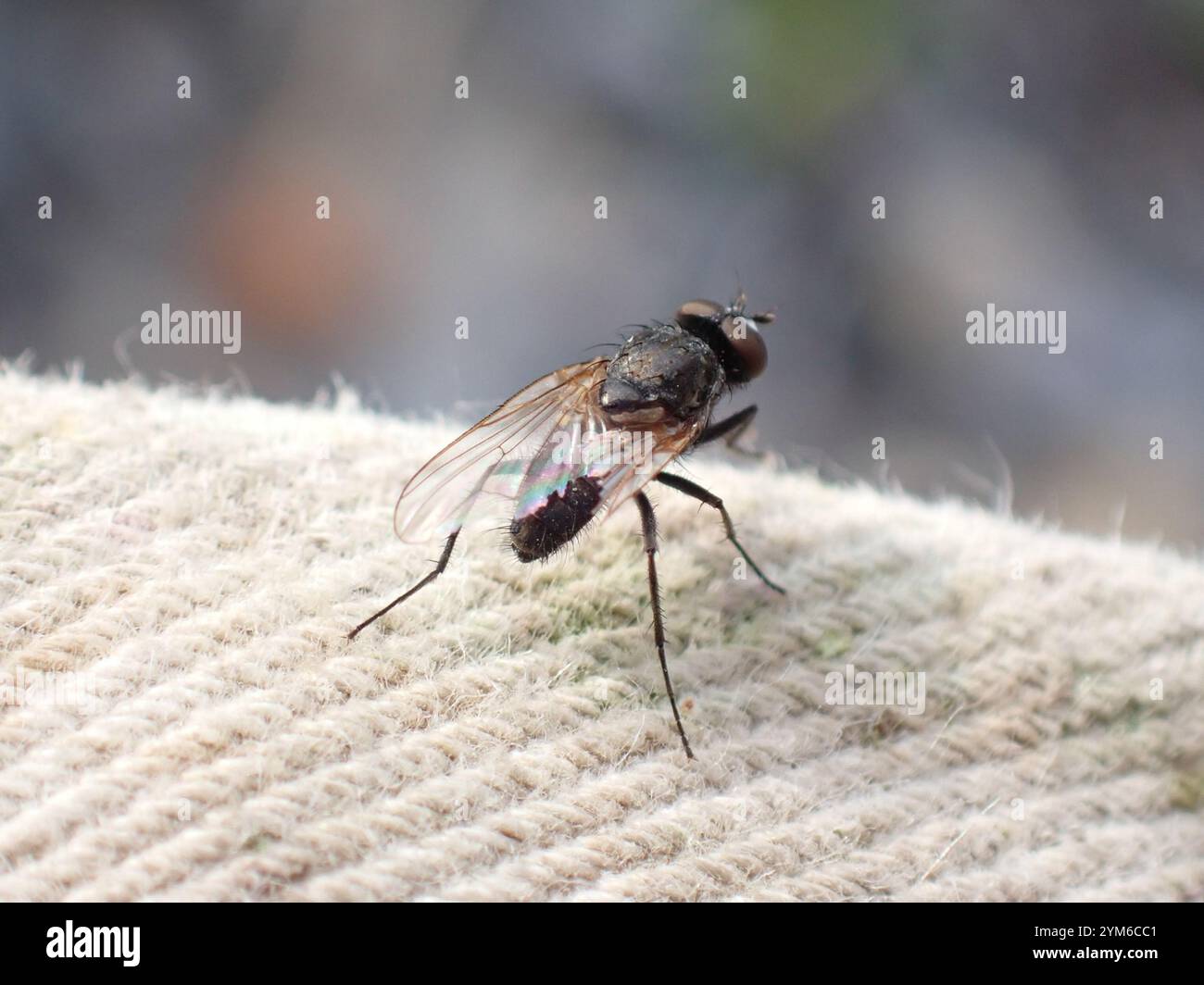 Root-maggot Flies (Anthomyiidae Stock Photo - Alamy