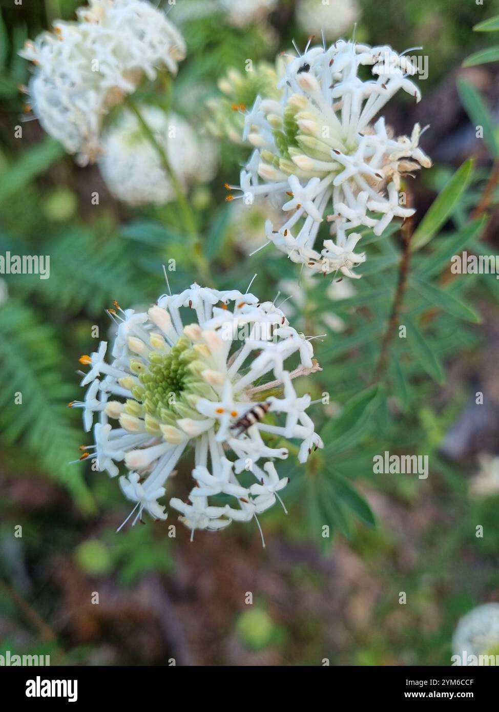 Common Rice-flower (Pimelea humilis Stock Photo - Alamy