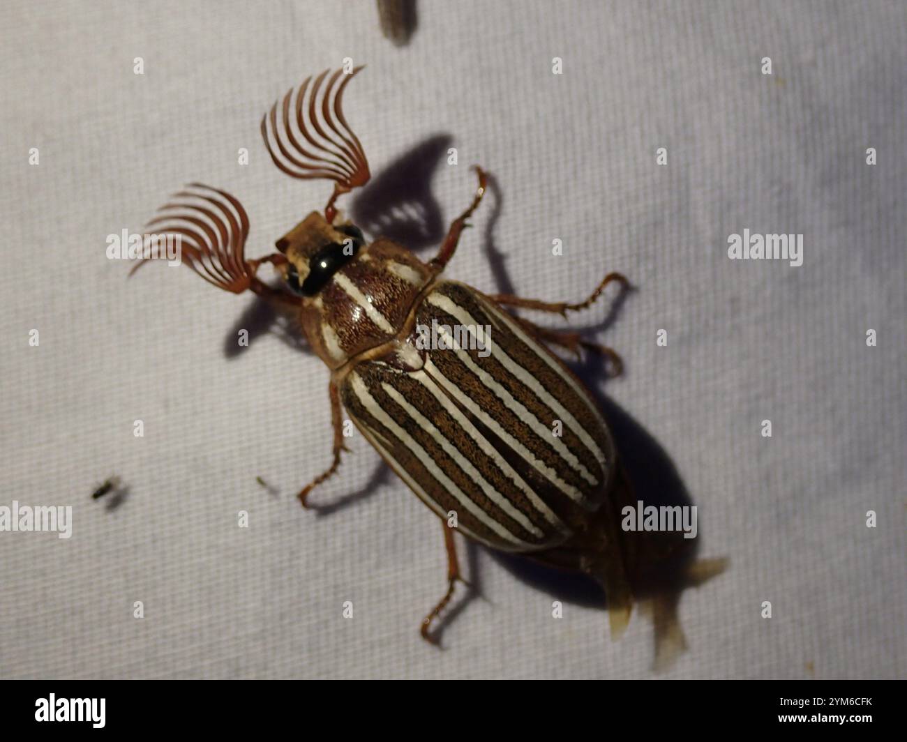Lined June Beetles (Polyphylla Stock Photo - Alamy