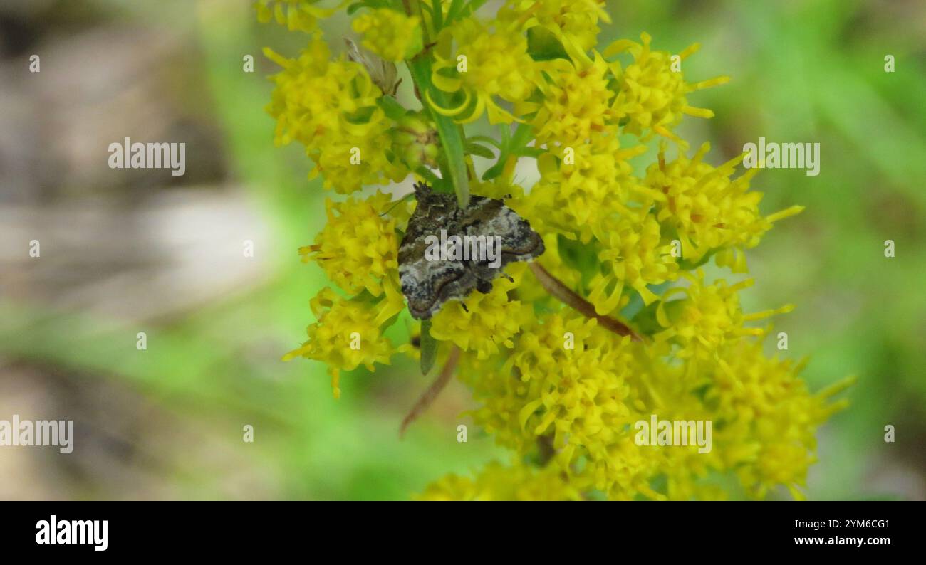 Metalmark Moths (Choreutidae Stock Photo - Alamy