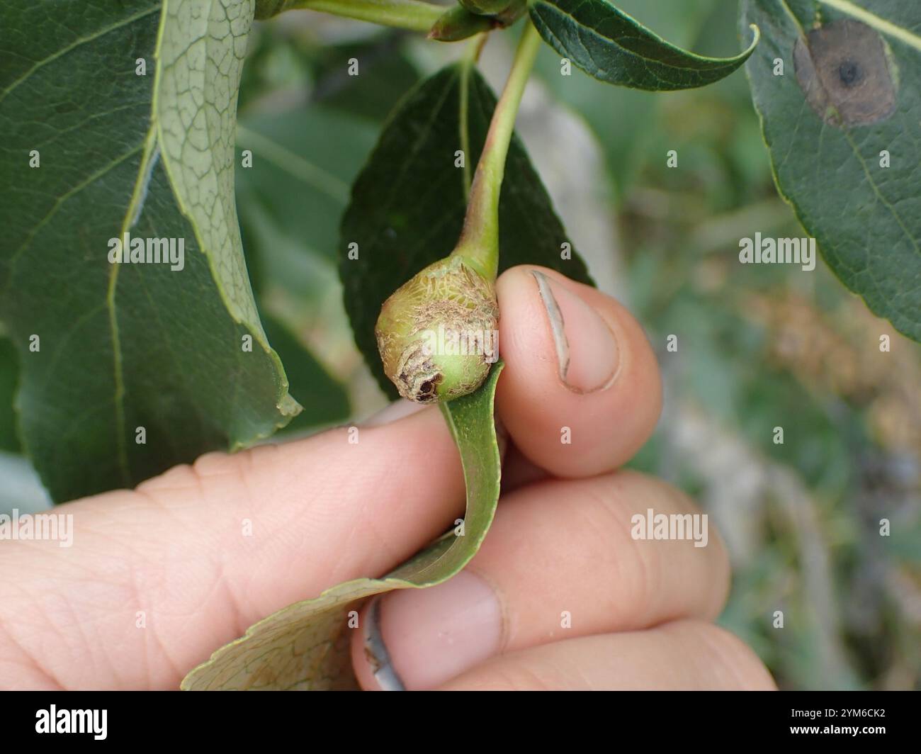 Poplar Leaf-stem Gall Aphids (Pemphigus Stock Photo - Alamy
