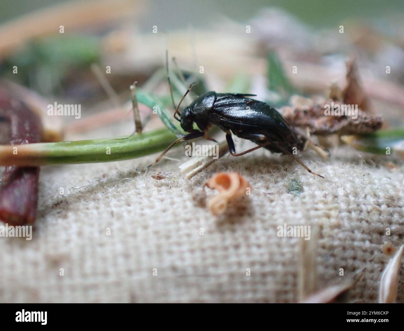 True Bugs (Heteroptera Stock Photo - Alamy