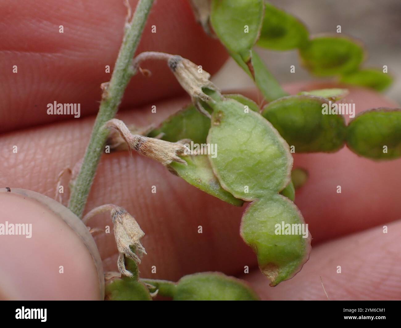 Alpine Sweet-vetch (Hedysarum alpinum Stock Photo - Alamy