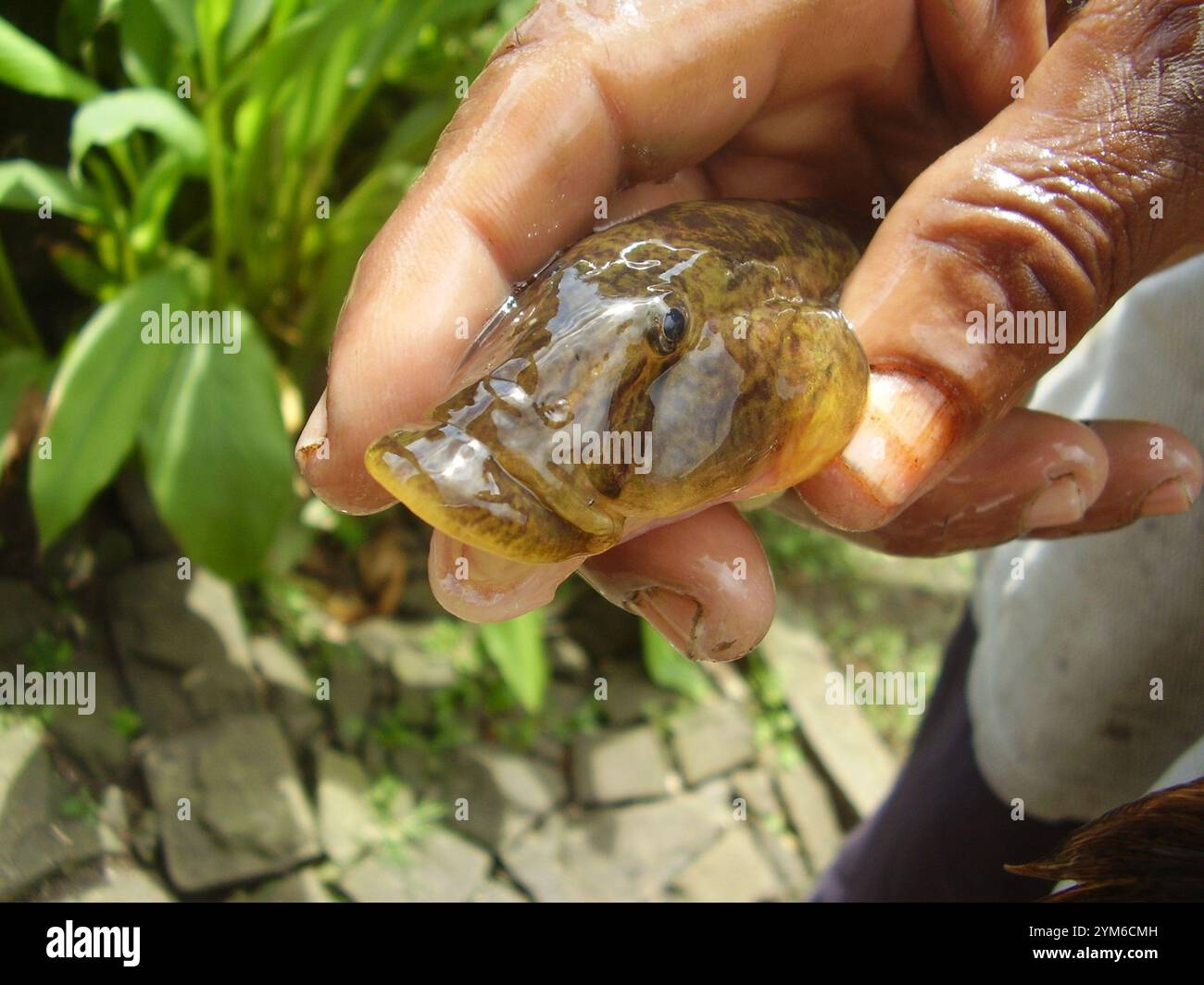 West African Freshwater Goby (Awaous lateristriga Stock Photo - Alamy