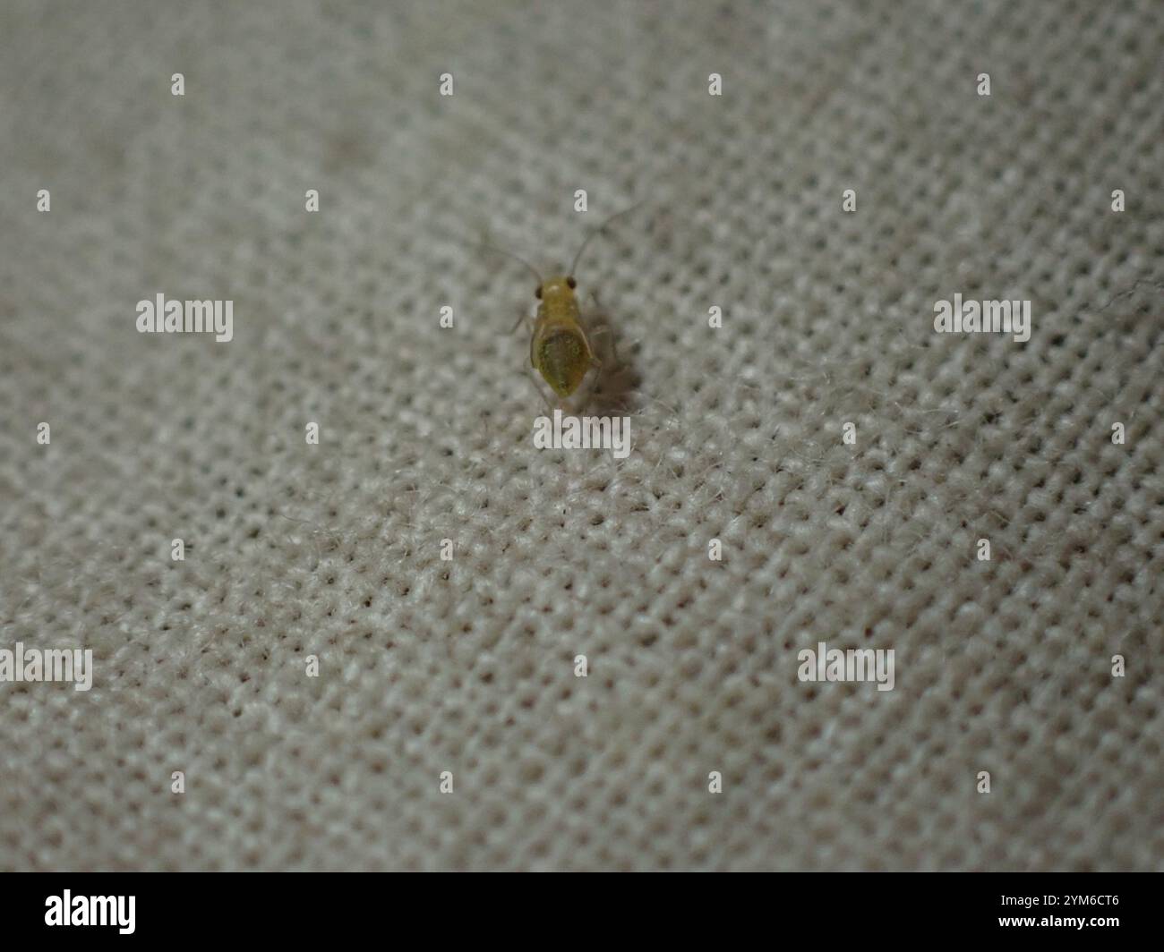 Barklice, Booklice, and Parasitic Lice (Psocodea Stock Photo - Alamy