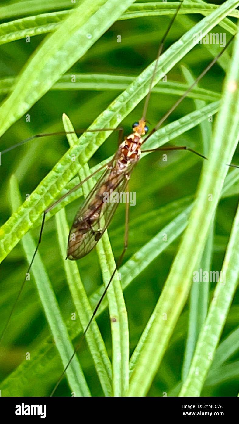 Nephrotoma ferruginea hi-res stock photography and images - Alamy