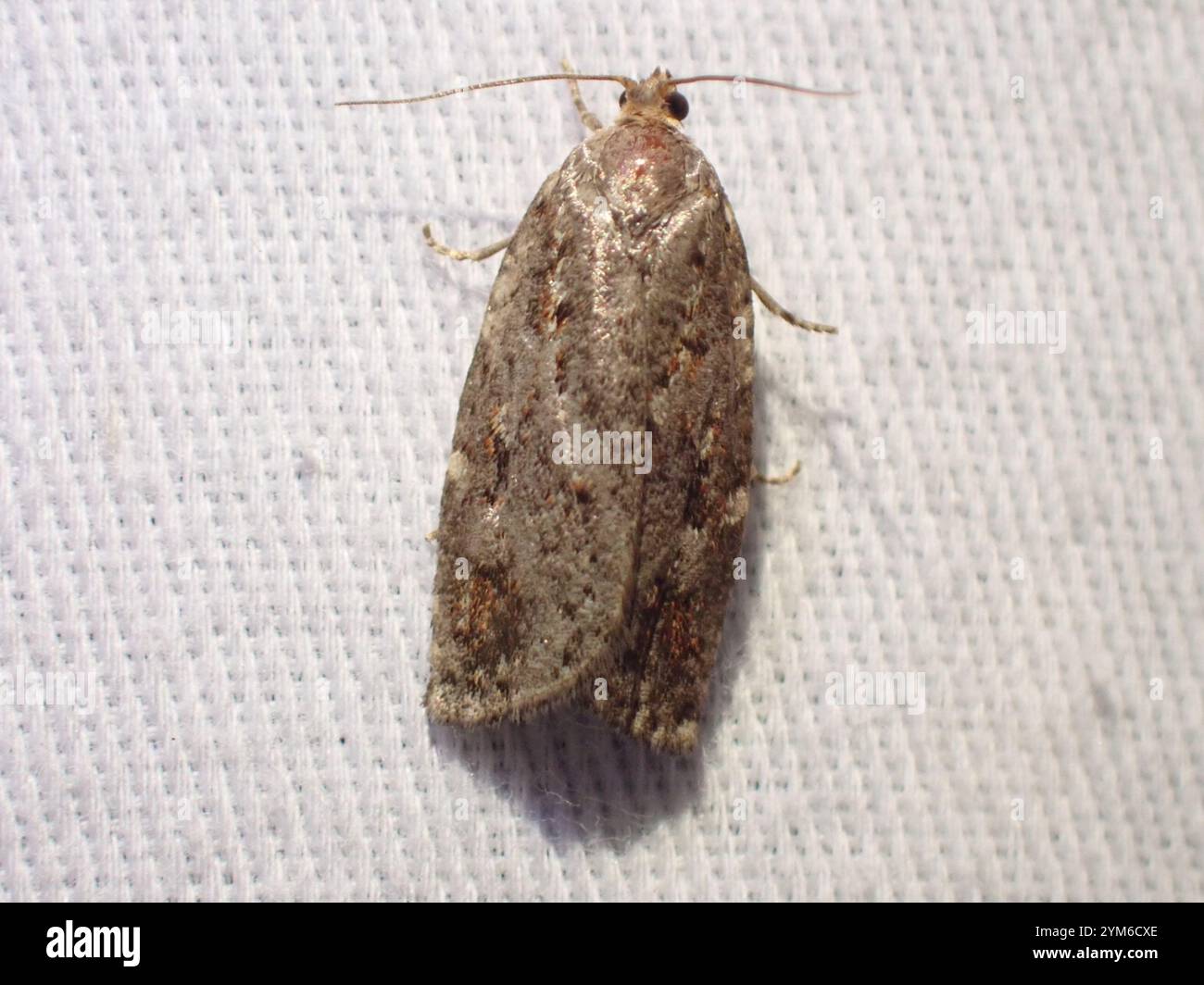 Spruce budworm hi-res stock photography and images - Alamy