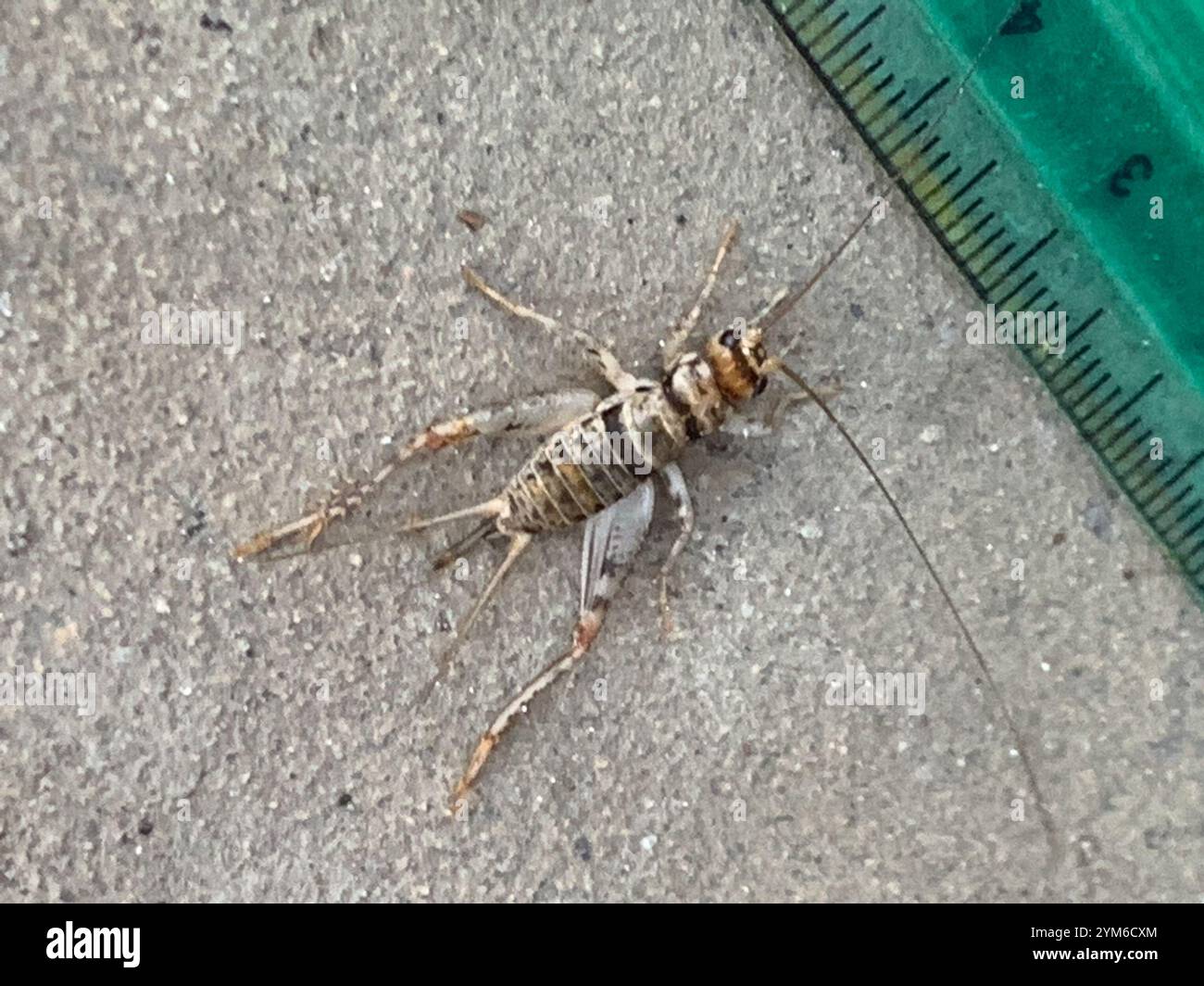Tropical house cricket hi-res stock photography and images - Alamy