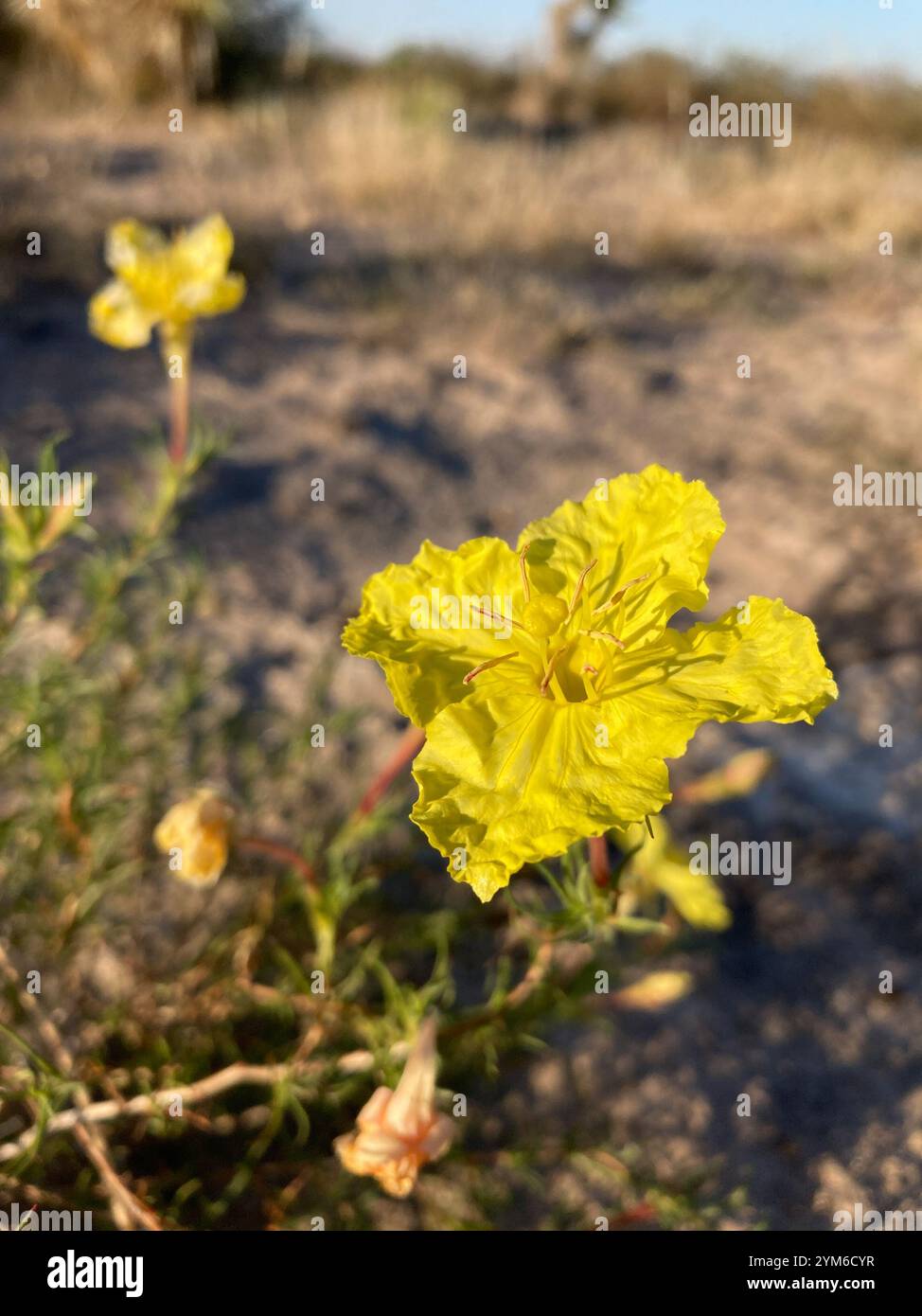 (Oenothera hartwegii filifolia Stock Photo - Alamy