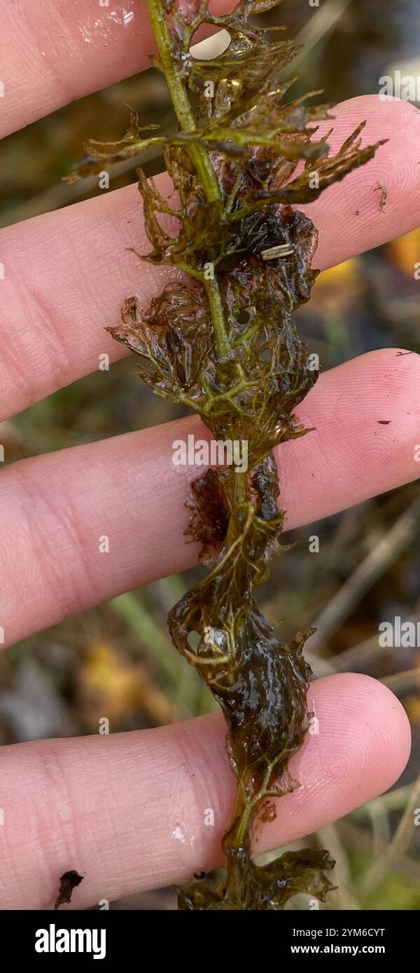 common bladderwort (Utricularia macrorhiza Stock Photo - Alamy