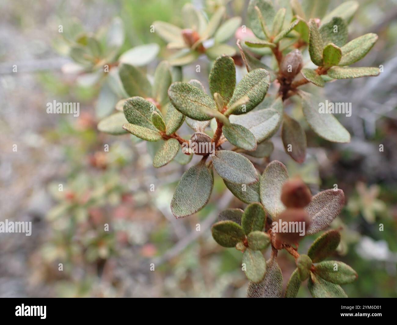 Rhododendron lapponicum hi-res stock photography and images - Alamy