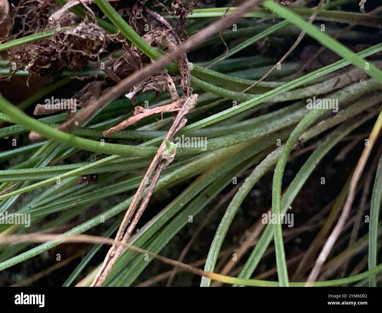 southern needleleaf airplant (Tillandsia setacea Stock Photo - Alamy