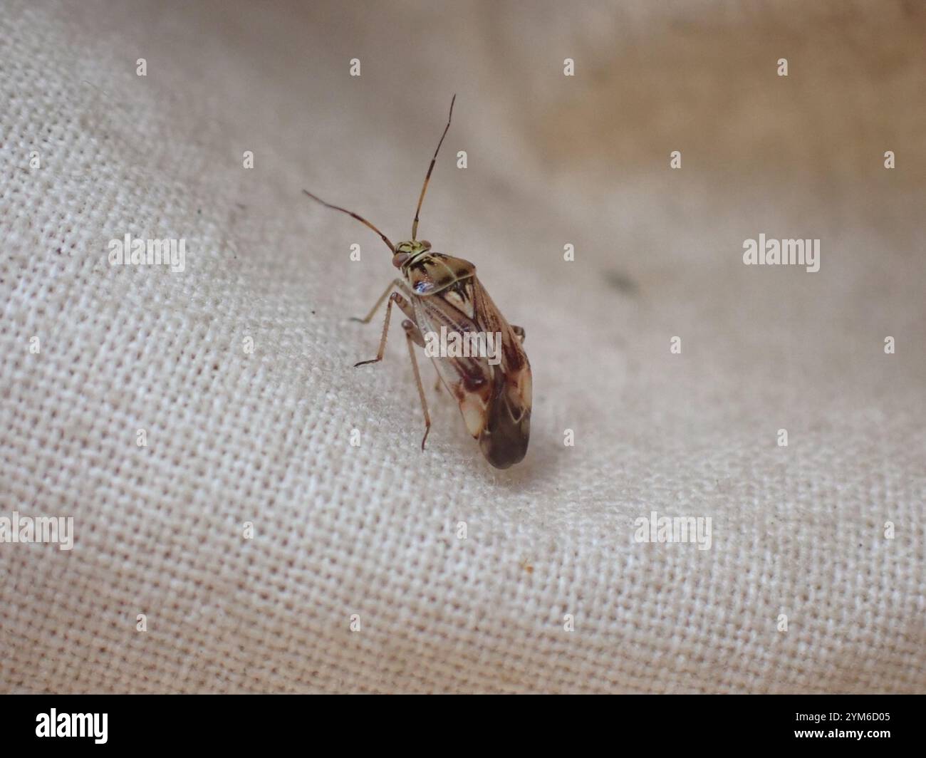 Lygus bugs hi-res stock photography and images - Alamy
