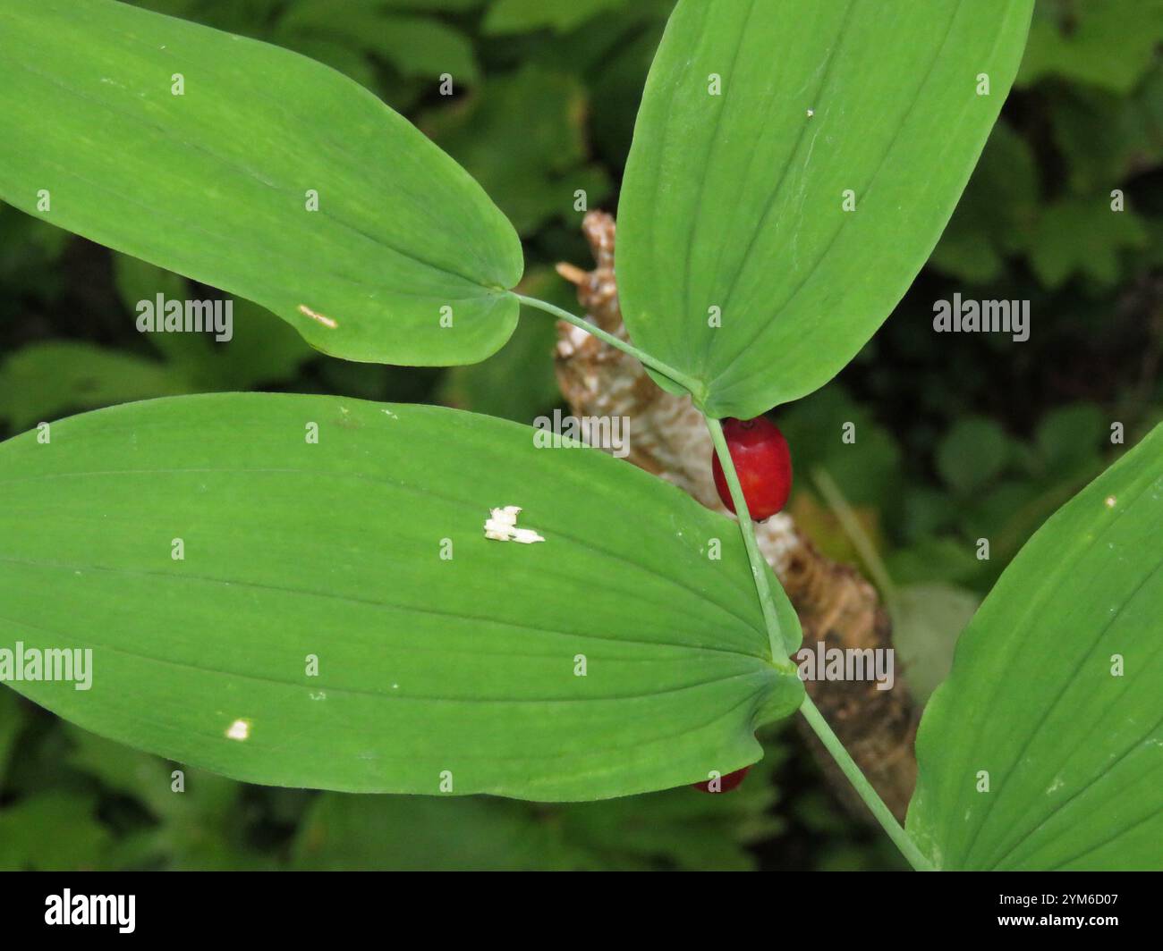 white twisted-stalk (Streptopus amplexifolius Stock Photo - Alamy