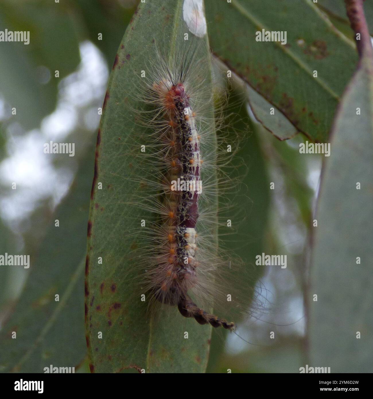 Gum Leaf Skeletonizer (Uraba lugens Stock Photo - Alamy