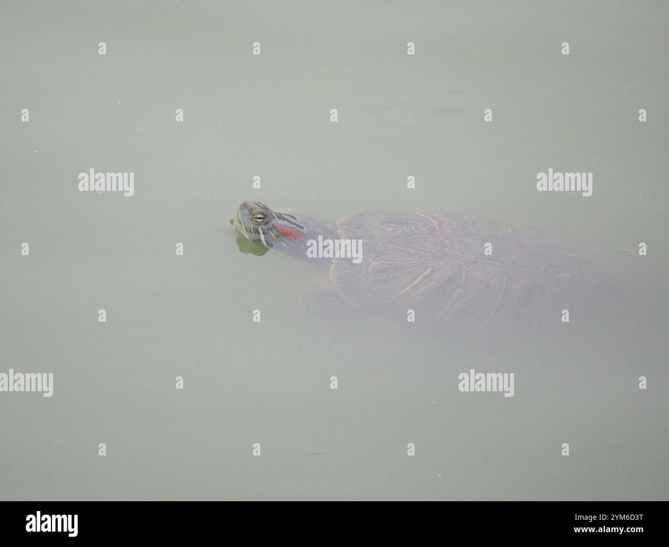Red-eared Slider (Trachemys scripta elegans Stock Photo - Alamy