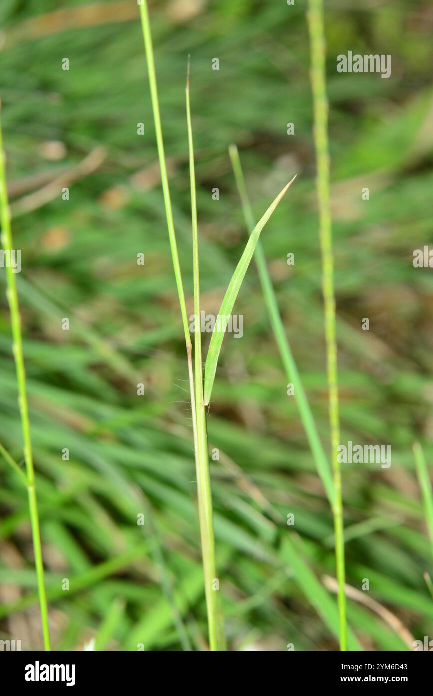 tanglehead (Heteropogon contortus Stock Photo - Alamy