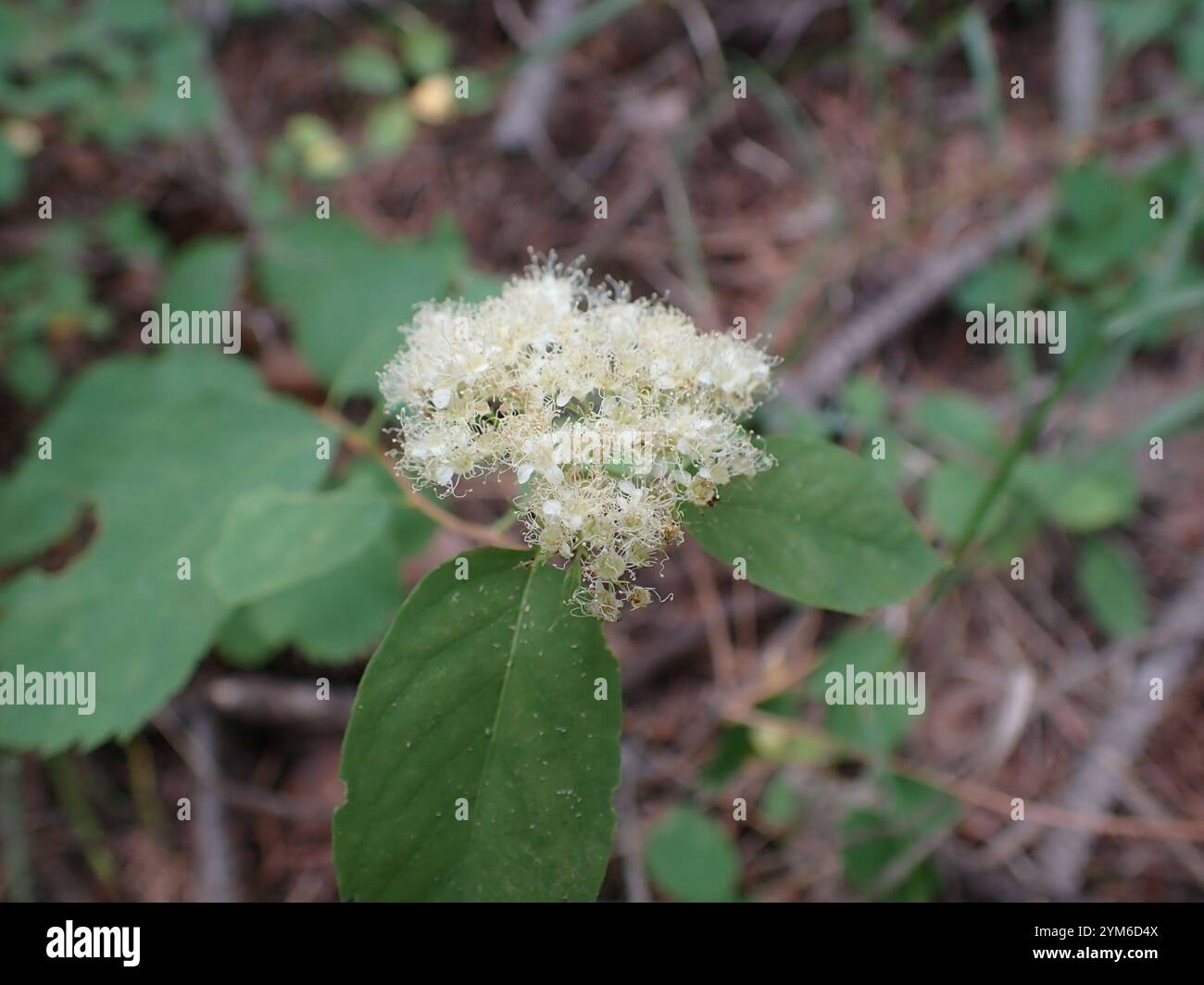 Shinyleaf hi-res stock photography and images - Alamy