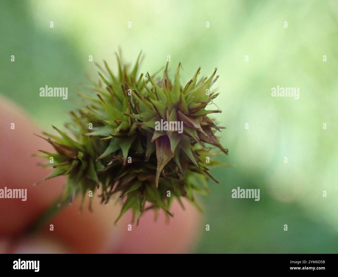 starry broomsedge (Carex pachystachya Stock Photo - Alamy