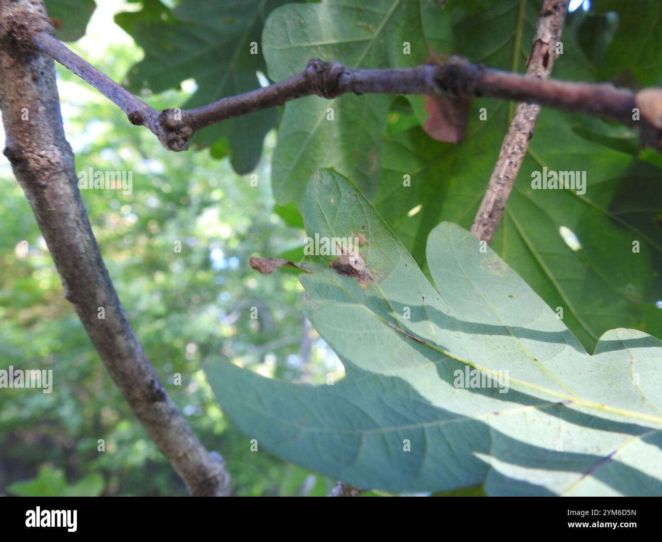 Oak Petiole Gall Wasp (Andricus quercuspetiolicola Stock Photo - Alamy