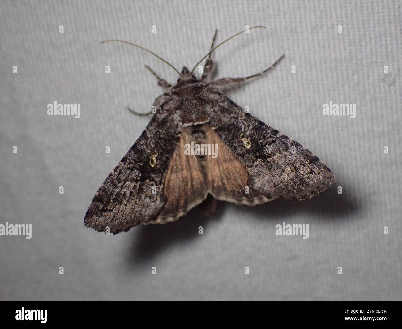 Plusiine Looper Moths (Plusiinae Stock Photo - Alamy