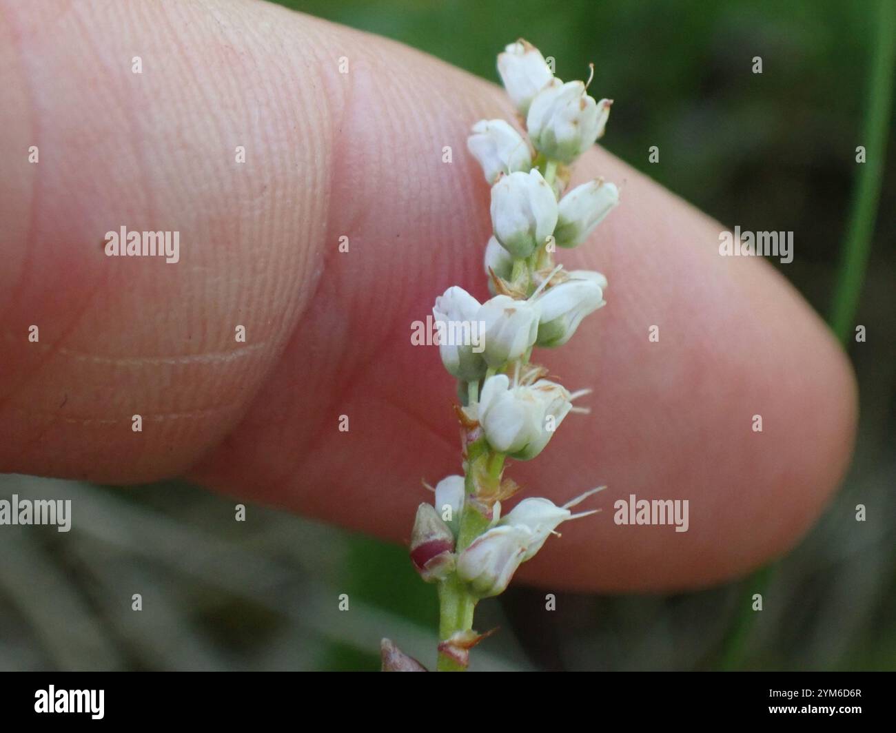 alpine bistort (Bistorta vivipara Stock Photo - Alamy