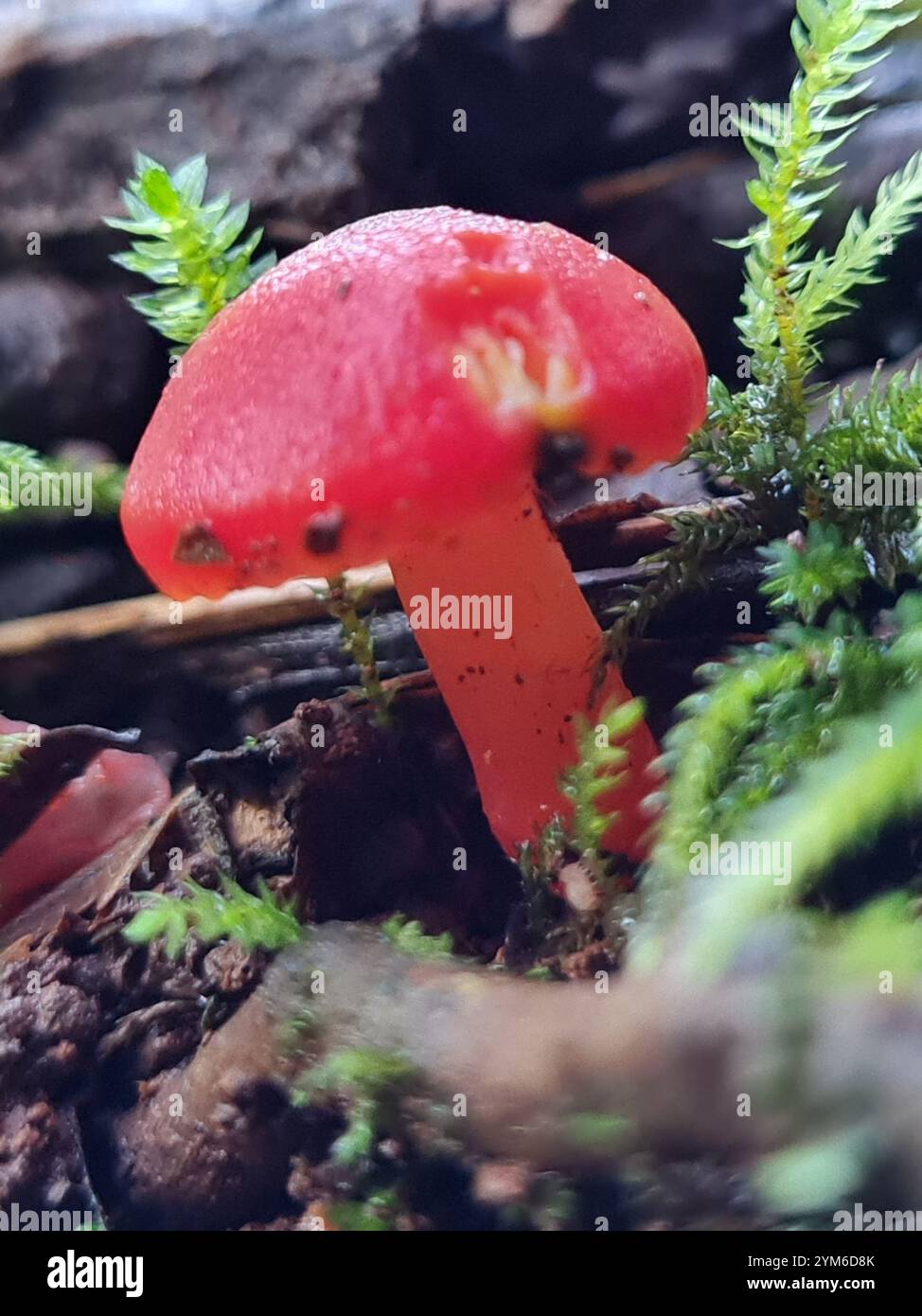 Vermilion Waxcap (Hygrocybe miniata Stock Photo - Alamy