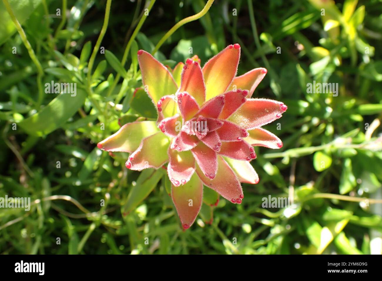 Common Pagoda (Mimetes cucullatus Stock Photo - Alamy